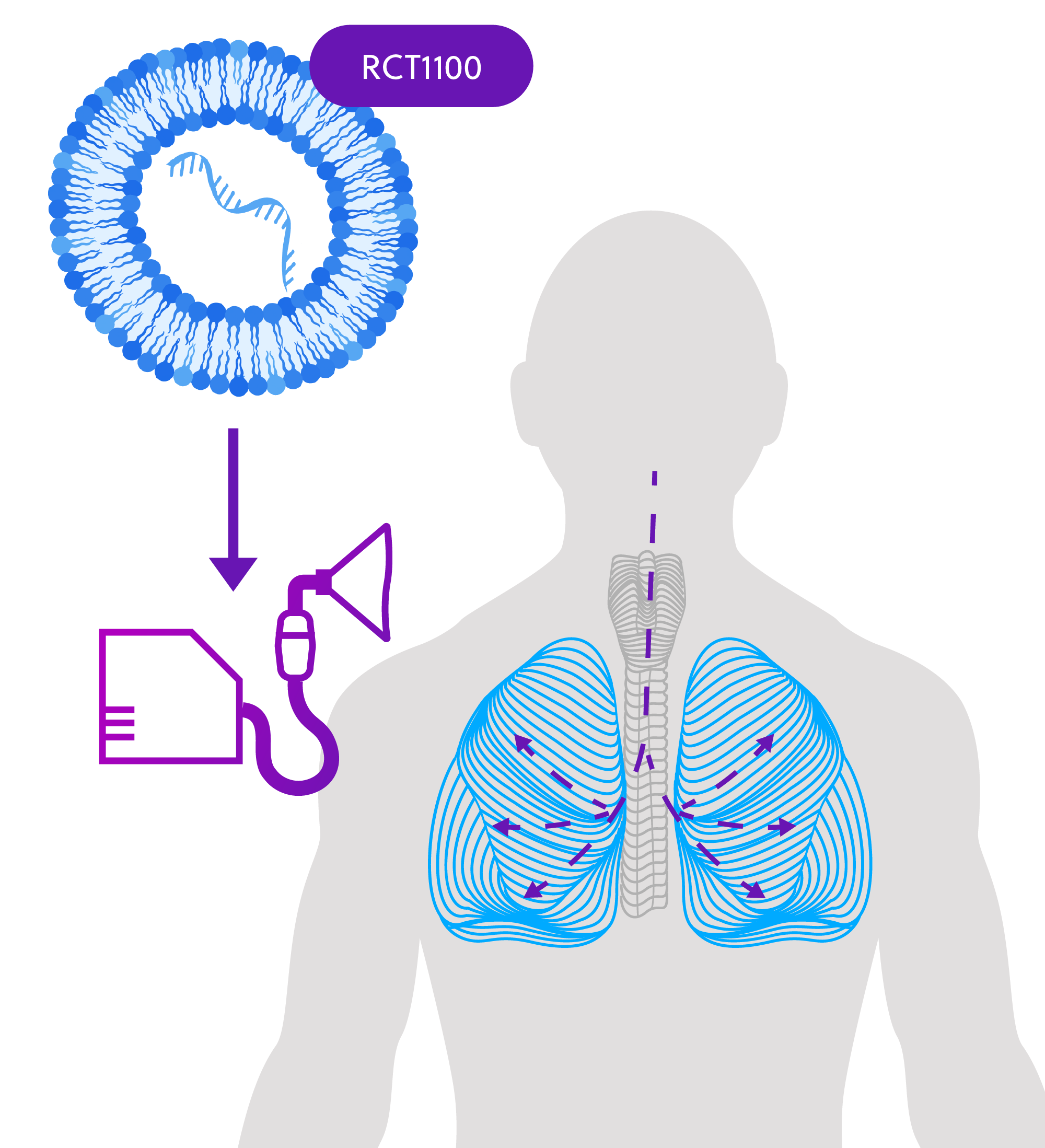 A Phase 1b Open-Label Study to Assess RCT1100 in DNAI-1 PCD Patients